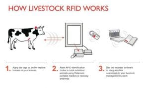 How To do RFID Animal Tracking Effect On Animals Management